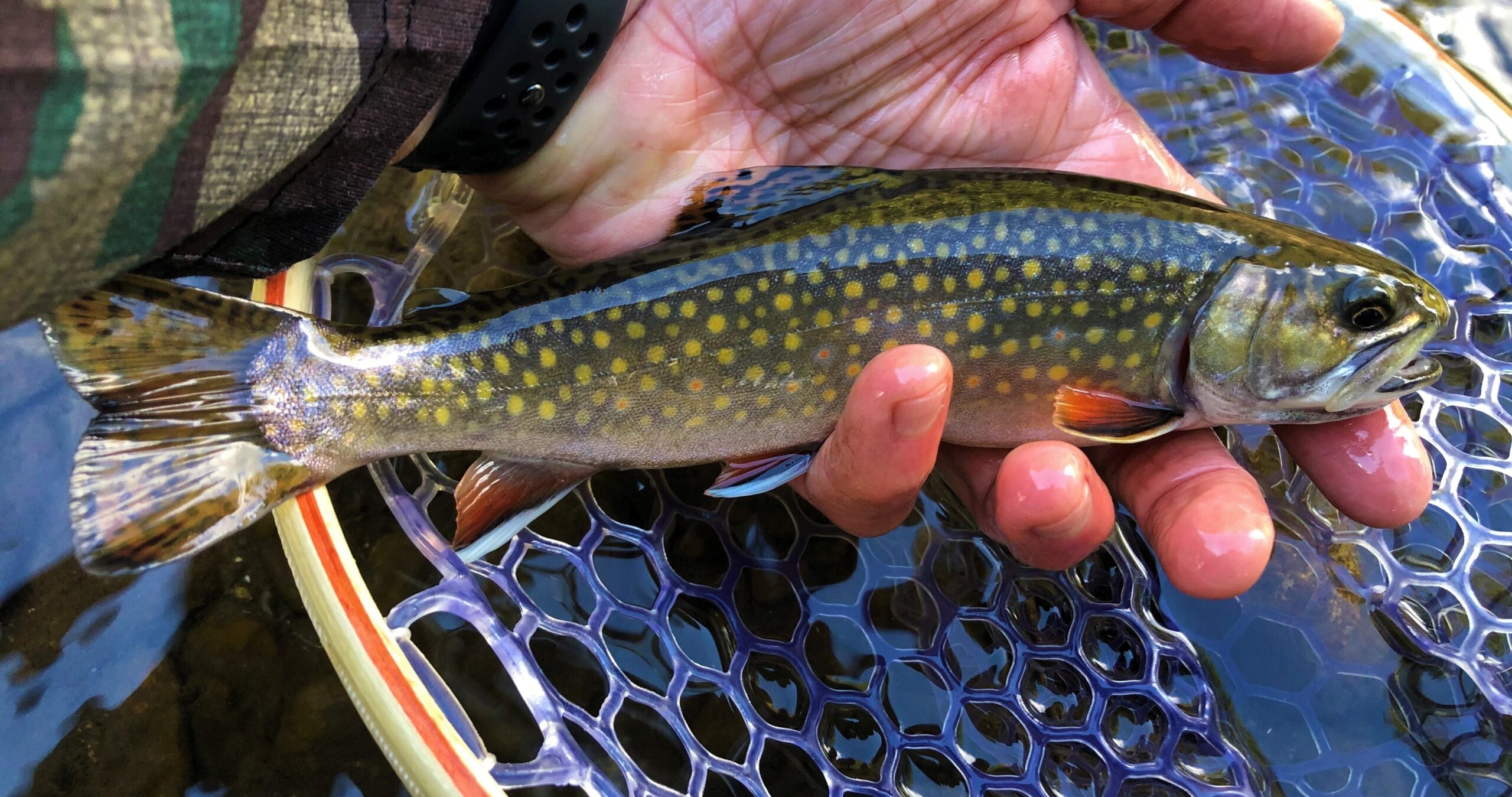 Why Are Brook Trout Important - Coalition for the West Credit River